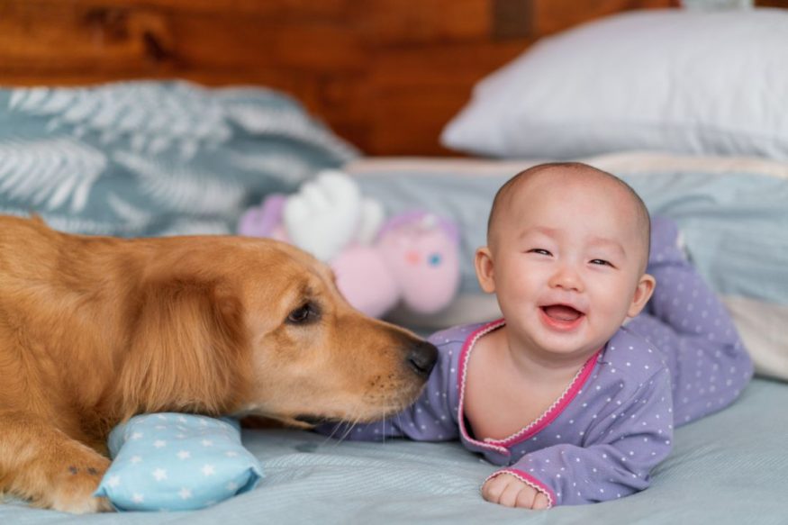 Pets e Bebês: Cuidados para uma convivência sem riscos